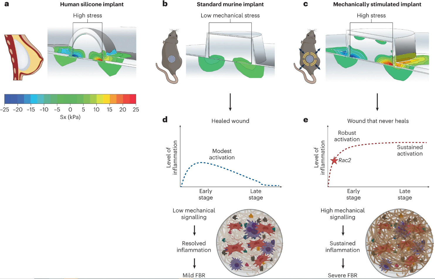 Gurtner Lab targets foreign body response with Rac-2 inhibitors | The ...