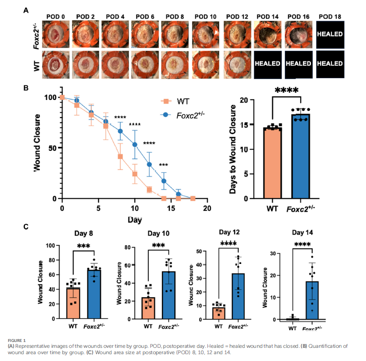 Granoski et al. publishes paper in Frontiers in Physiology | The ...